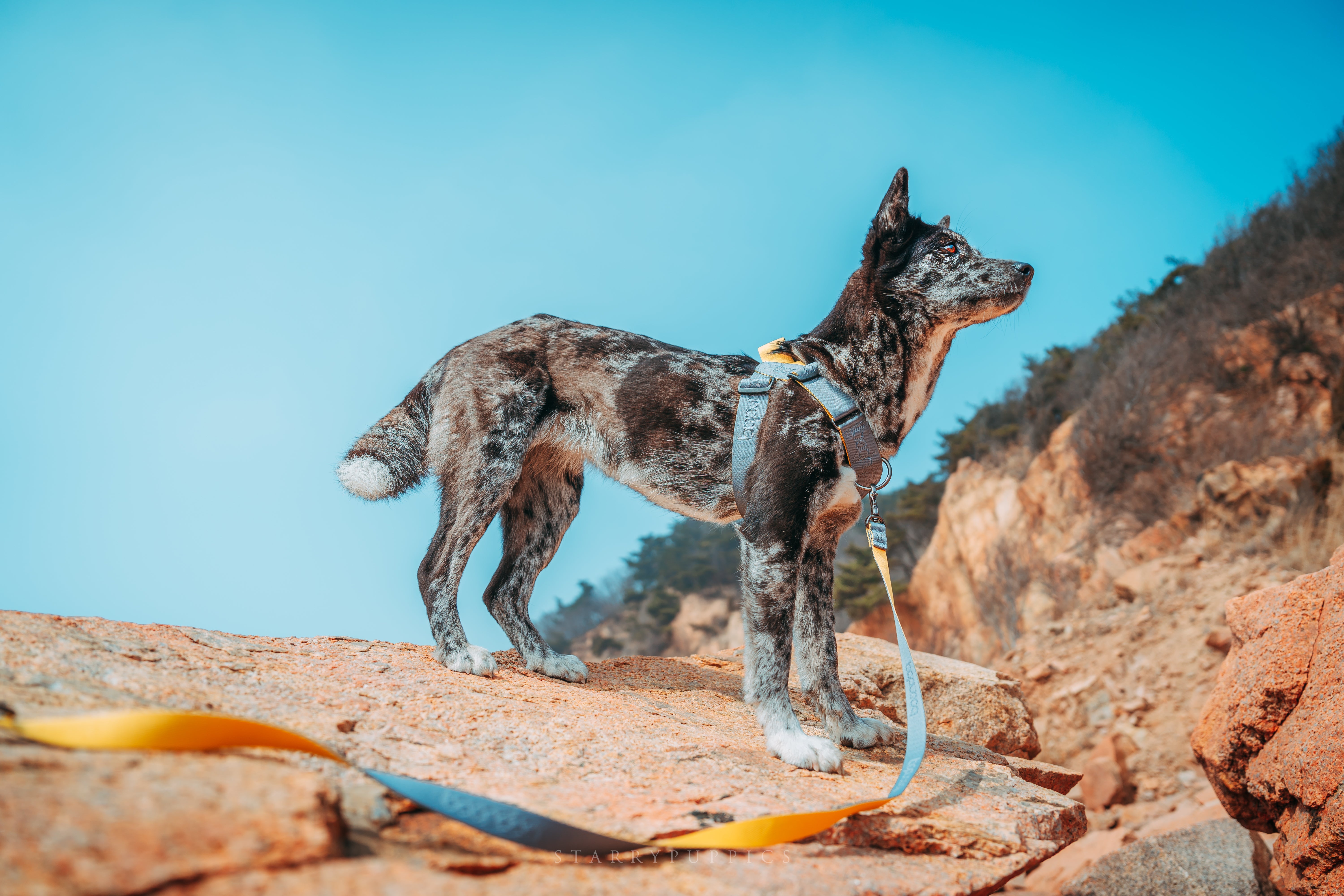 牽繩 – Boondog Taiwan